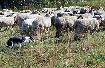 Helping Stock Dogs Remember - Countryside